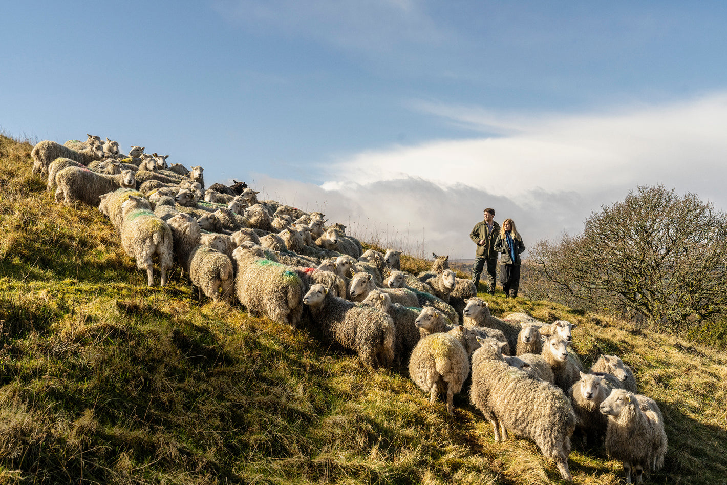 Our Story – The Dartmoor Shepherd
